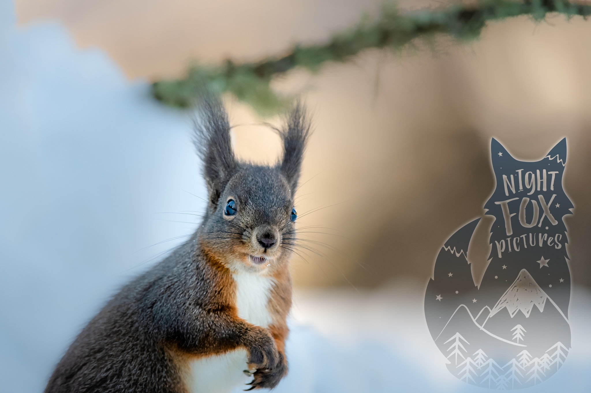 Galleries - Nightfox Pictures